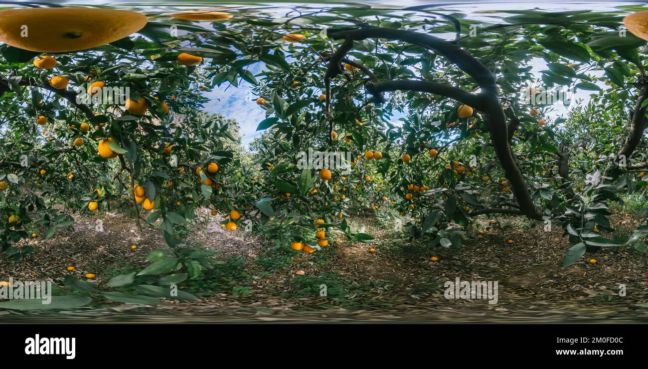 360 degree panorama of an orange fields on a beautiful sunny day in the ...