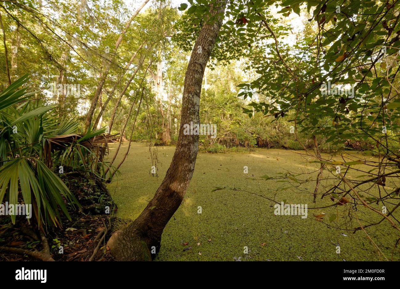 Bayou Coquille Morning Trail Walks Stock Photo - Alamy
