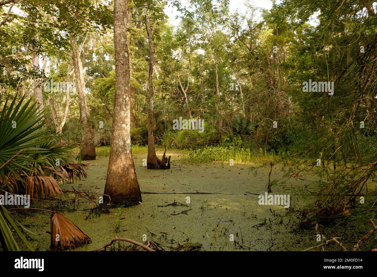 Bayou Coquille Morning Trail Walks Stock Photo - Alamy