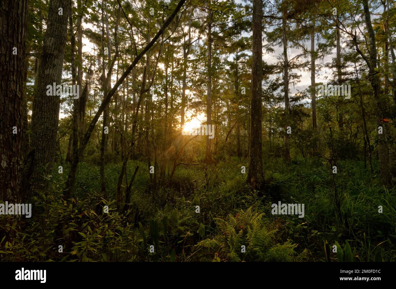 Bayou Coquille Morning Trail Walks Stock Photo - Alamy