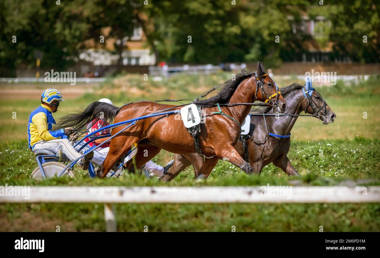 Jockeys and horses. Racing horses competing with each other. Race in ...