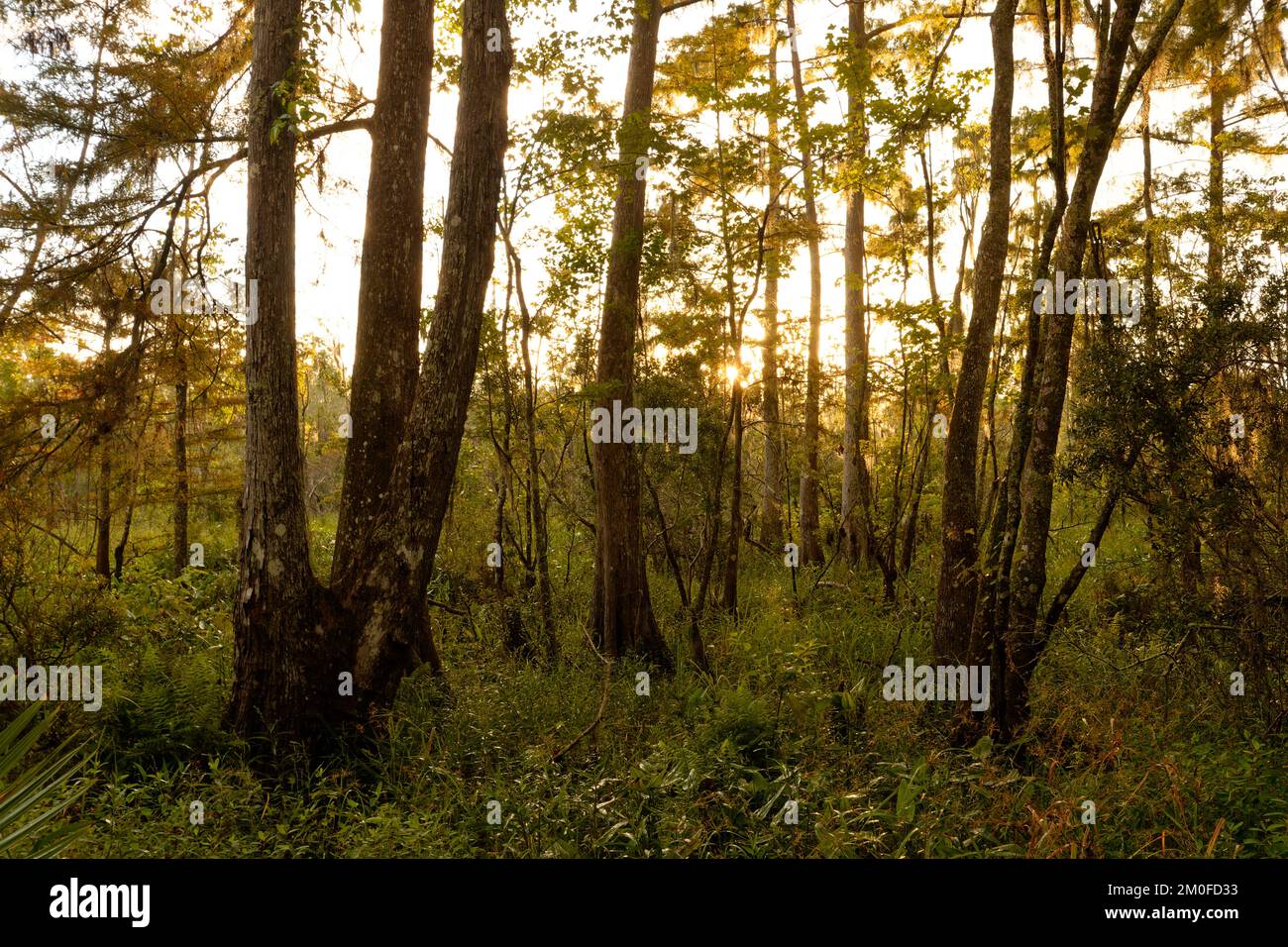 Bayou Coquille Morning Trail Walks Stock Photo - Alamy