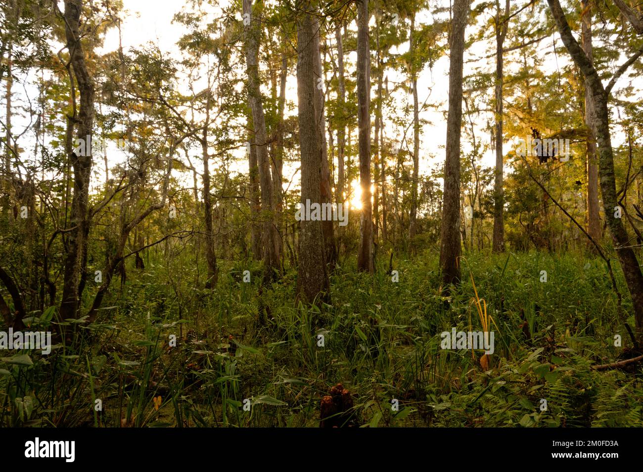 Bayou Coquille Morning Trail Walks Stock Photo - Alamy