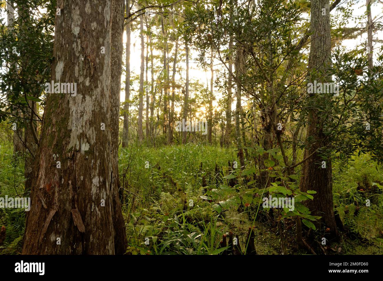 Orleans river walks hi-res stock photography and images - Alamy