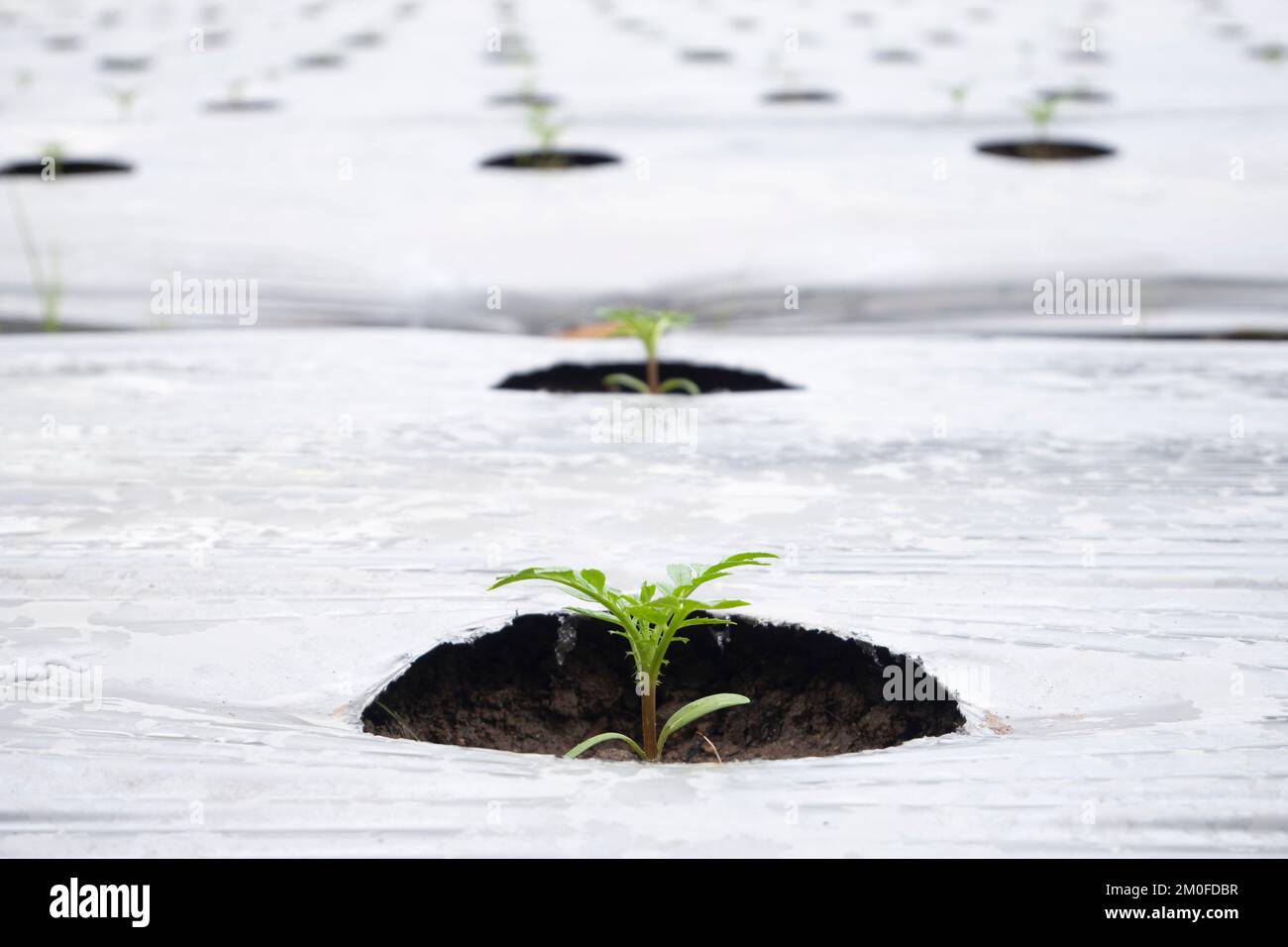 Agriculture Mulching Sheets for grow plants in nature background Stock ...