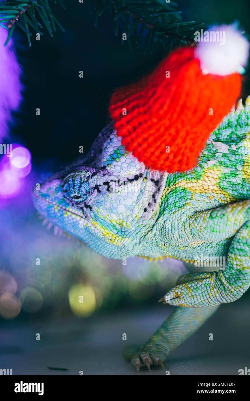 colorful funny chameleon in Christmas red Santa hat. New Year ans ...