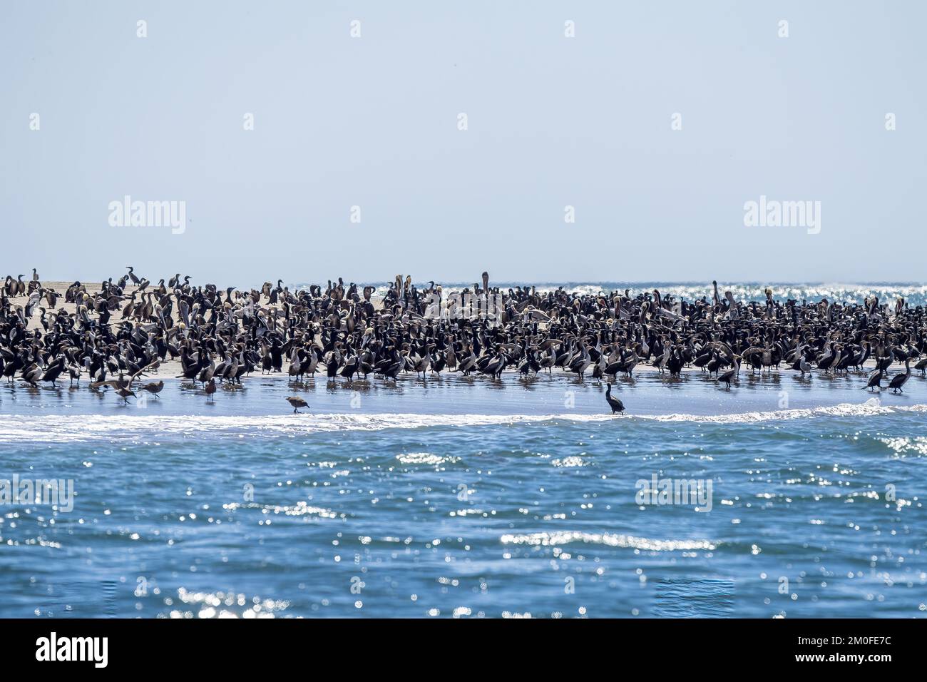 many cormorant on sandy beach of baja california sur mexico Stock Photo ...
