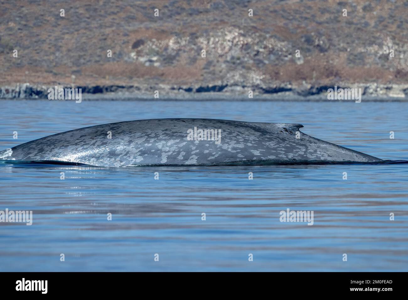 blue whale in loreto baja california sur mexico endangered biggest ...