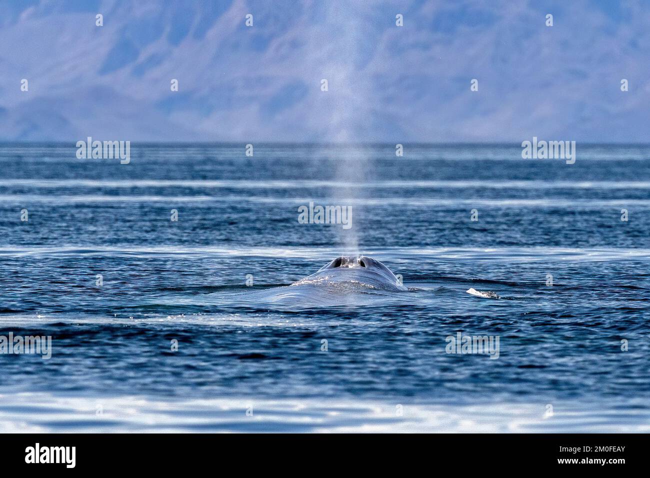 blue whale in loreto baja california sur mexico endangered biggest ...