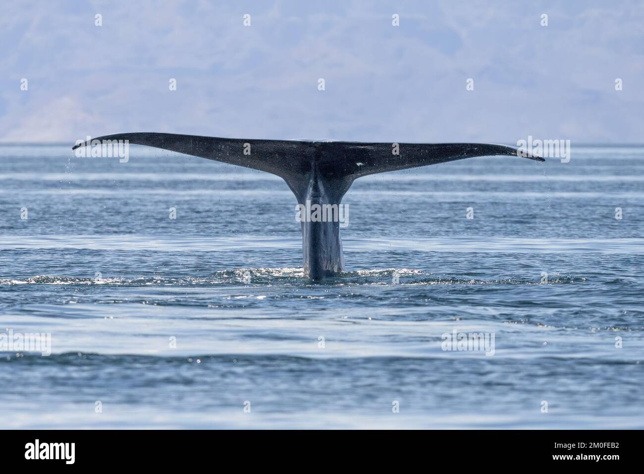 blue whale in loreto baja california sur mexico endangered biggest ...