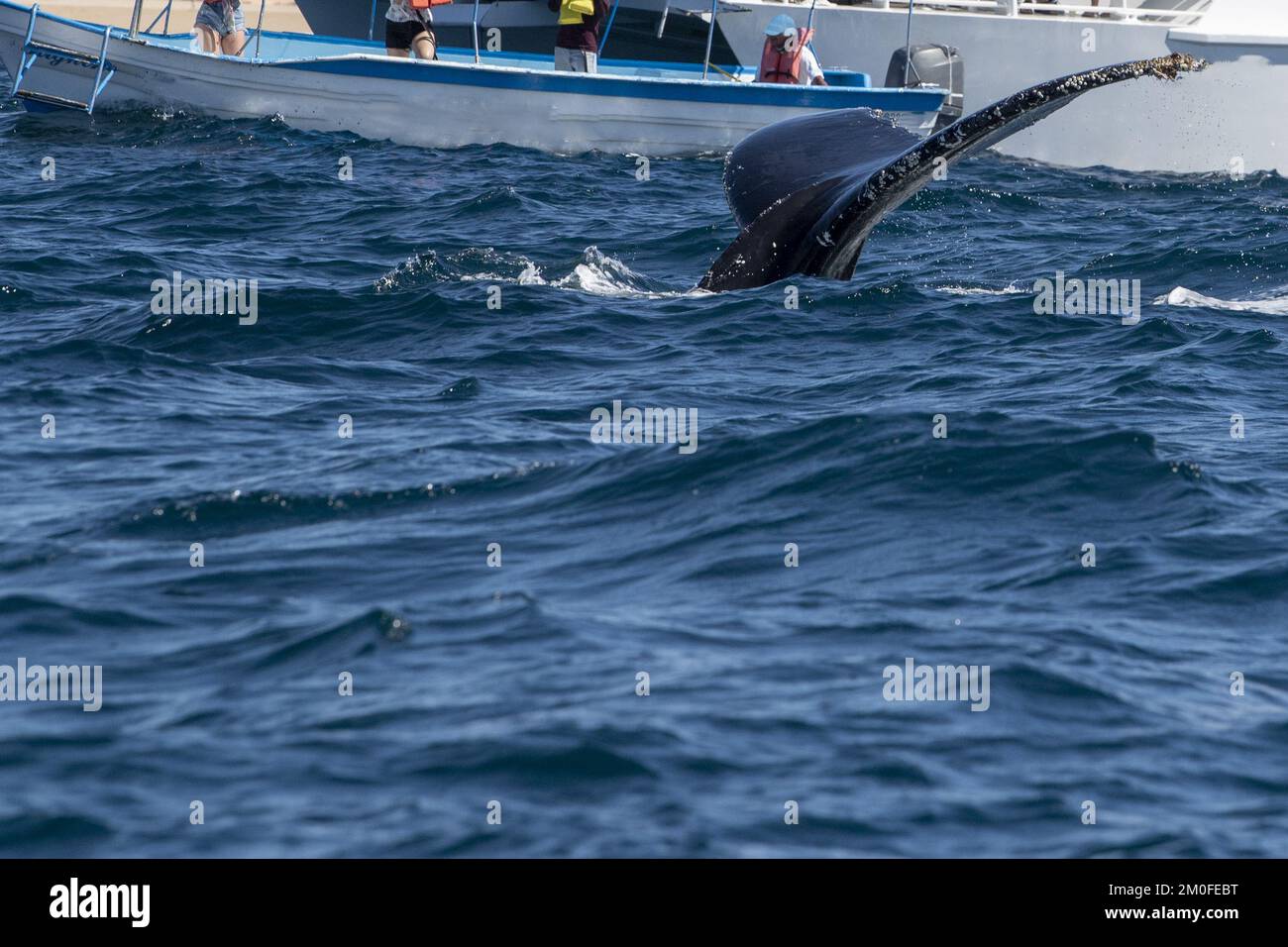 humpback whale tail slapping in front of whale watching boat in cabo ...