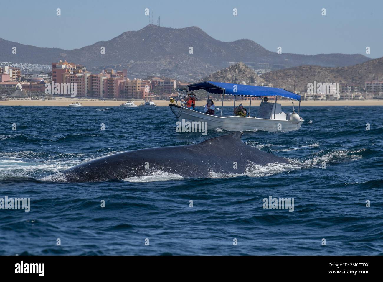 humpback whale tail slapping in front of whale watching boat in cabo ...