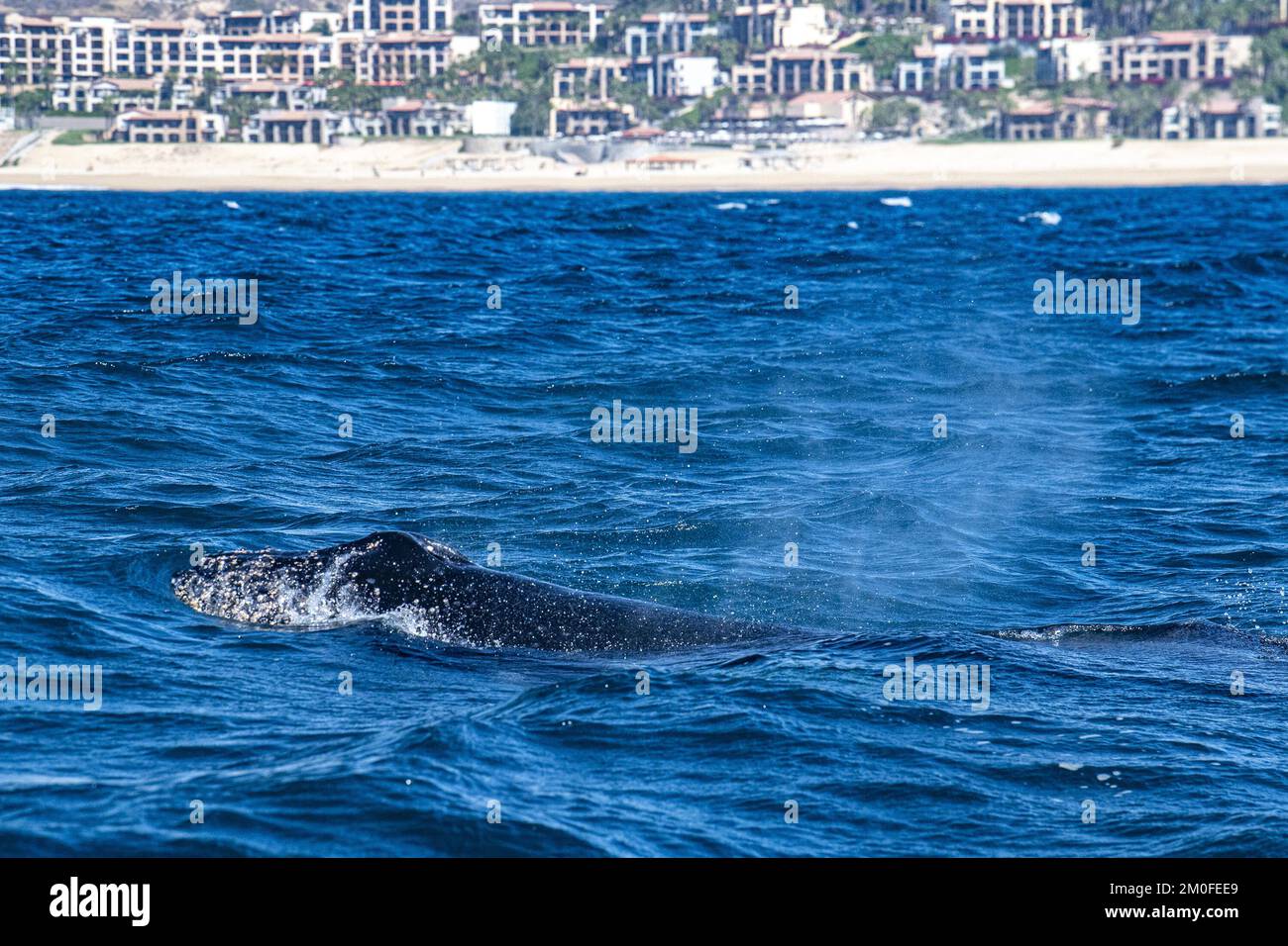 humpback whale close to whale watching boat in cabo san lucas mexico ...