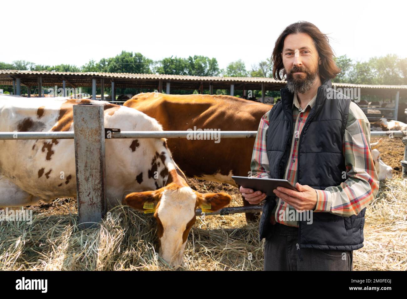 Farmer with a digital tablet in a cow farm. Herd management concept ...