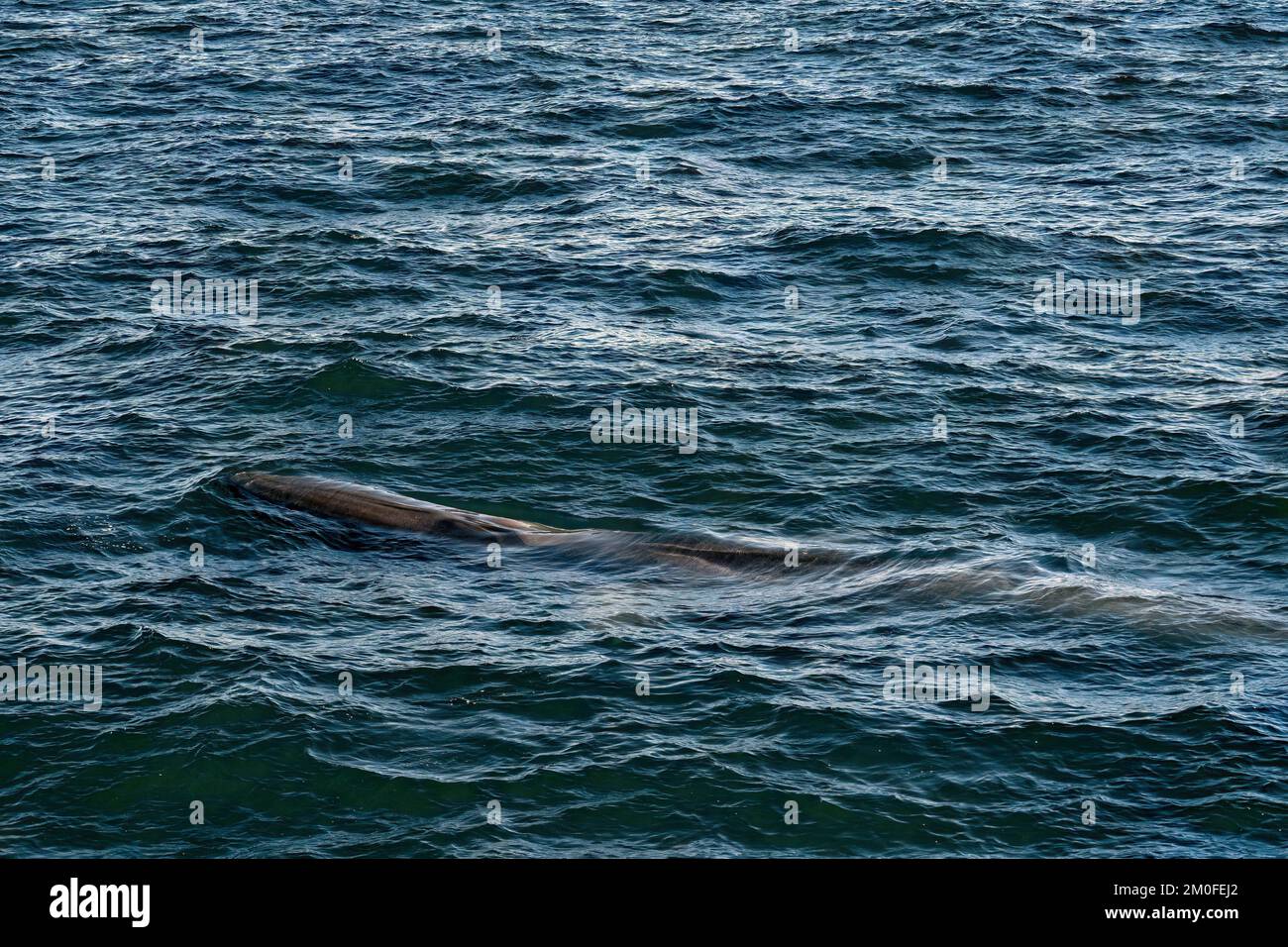 Fin whales seen off of Cape Cod whale watching tour while eating Stock ...