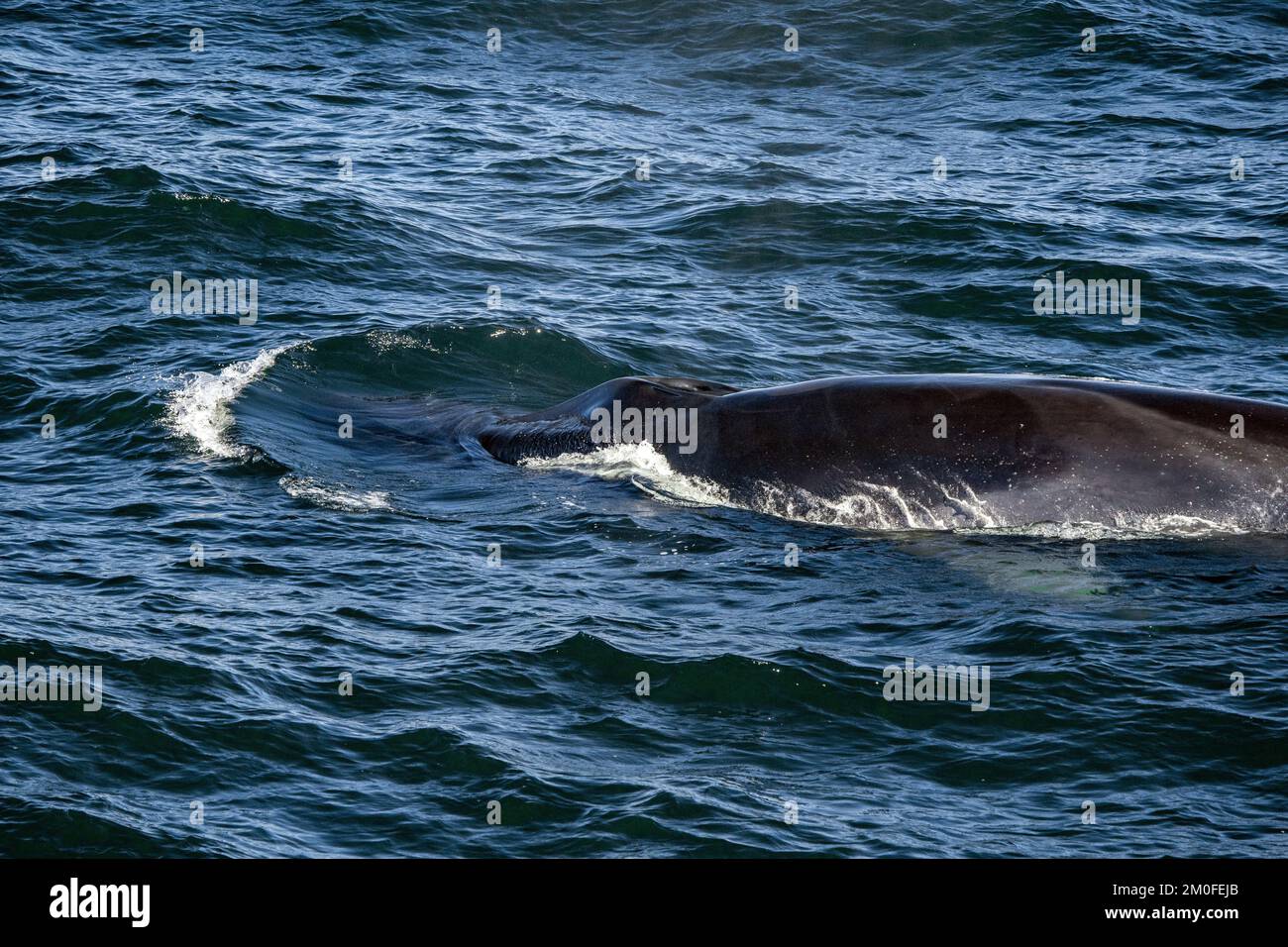 Fin whales seen off of Cape Cod whale watching tour while eating Stock ...
