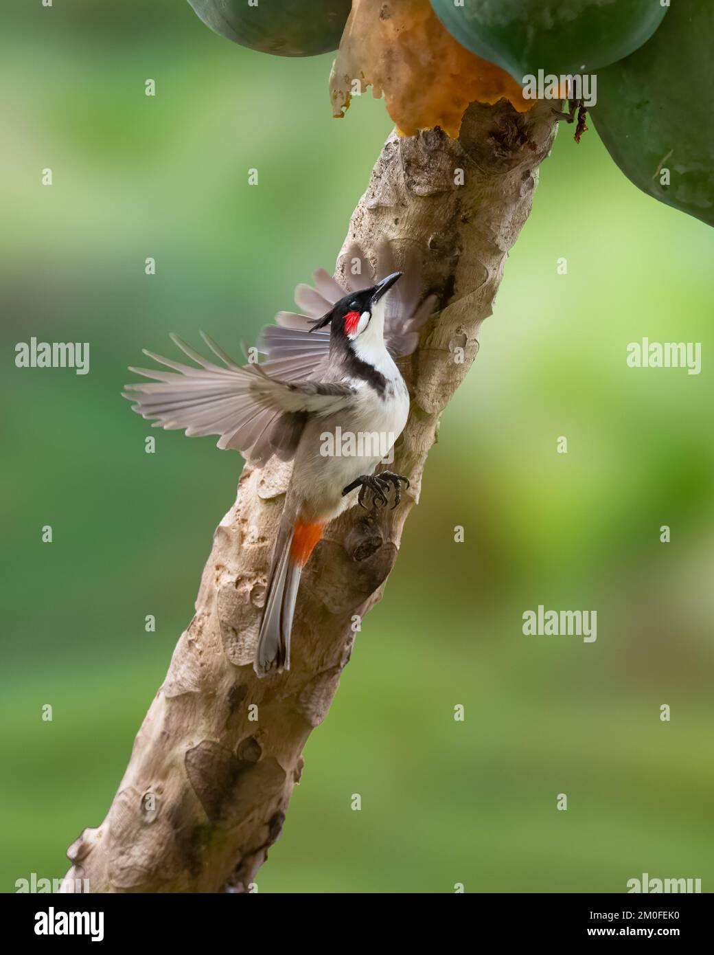 Red-whiskered bulbul (Pycnonotus jocosus) in flight and feeding on a ...