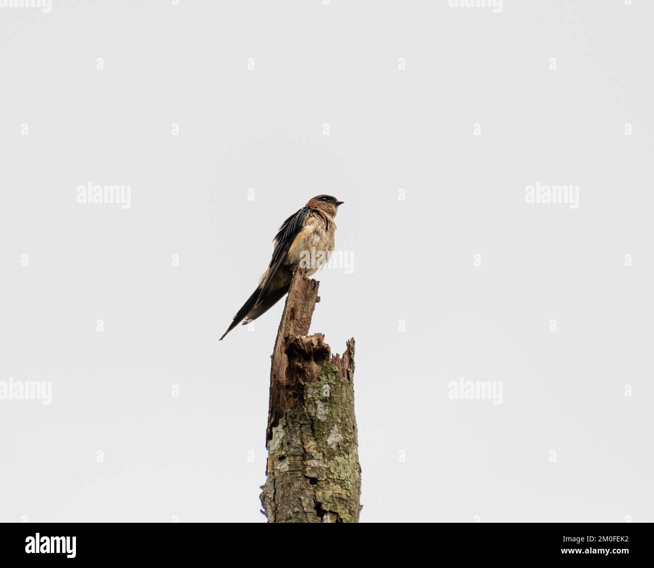 Rain soaked Red-rumped swallow (Cecropis daurica) sitting on a tree ...