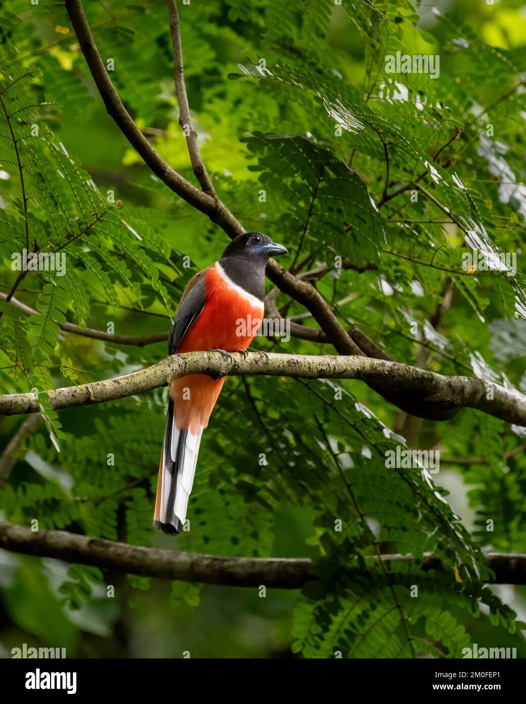 Close-up of a beautiful and colorful male Malabar Trogon (Harpactes ...