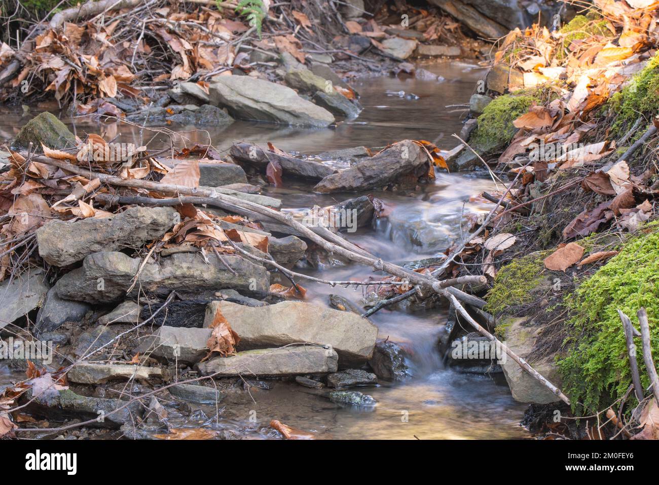 Natural backgrounds outdoors patterns fern plant life and rocks water ...