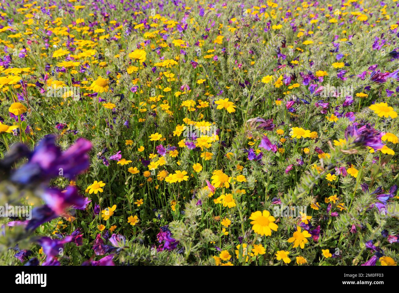 Corn Marigolds (Glebionis segetum) and Viper's Bugloss (Echium vulgare ...
