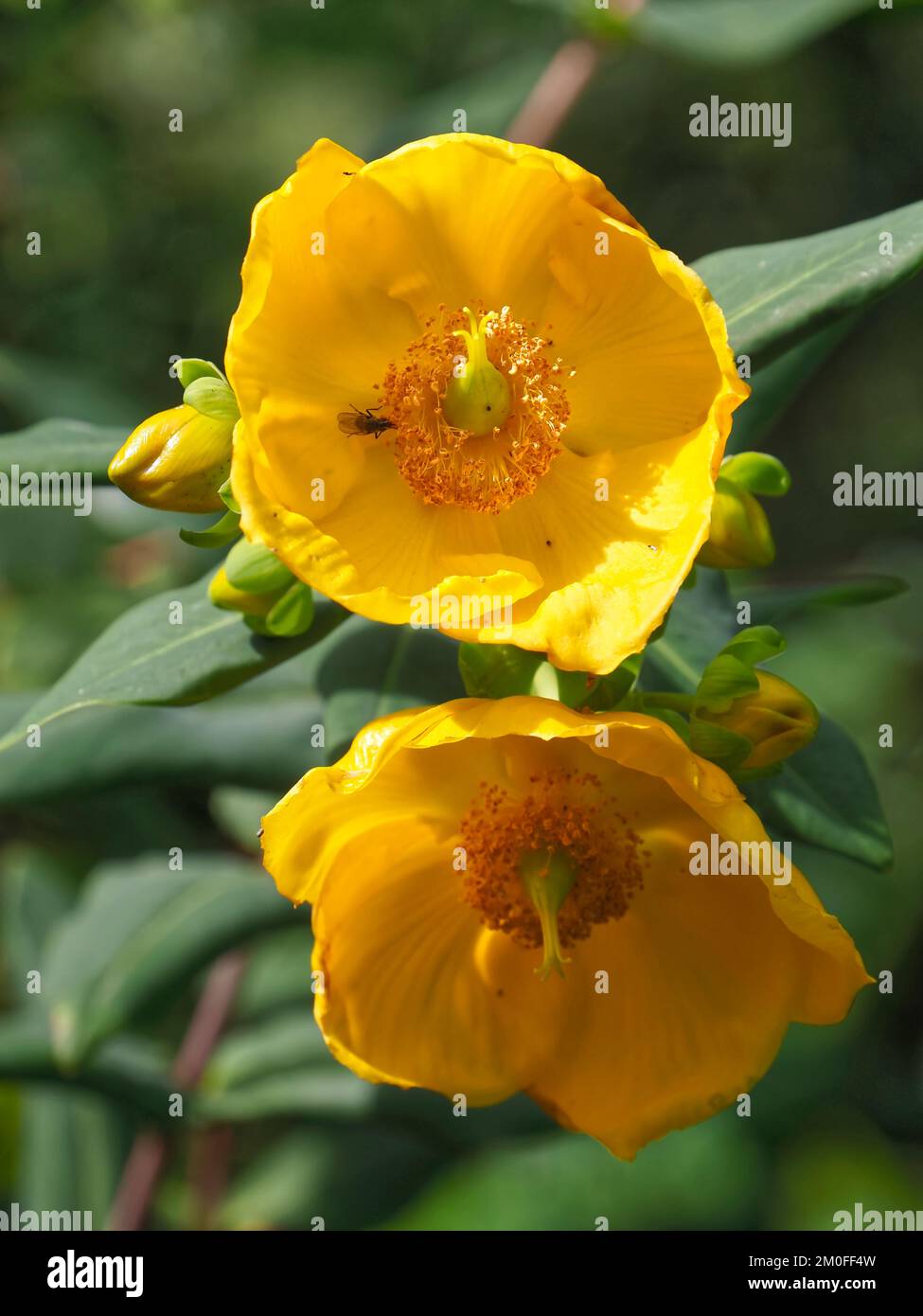Hypericum rowallane hi-res stock photography and images - Alamy