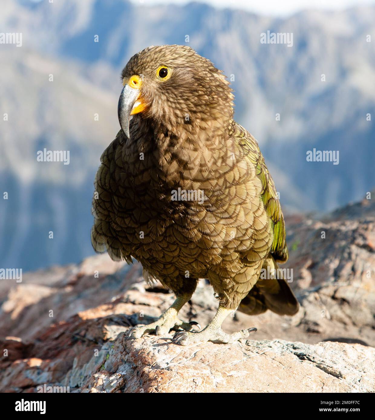 Alpine setting hi-res stock photography and images - Alamy