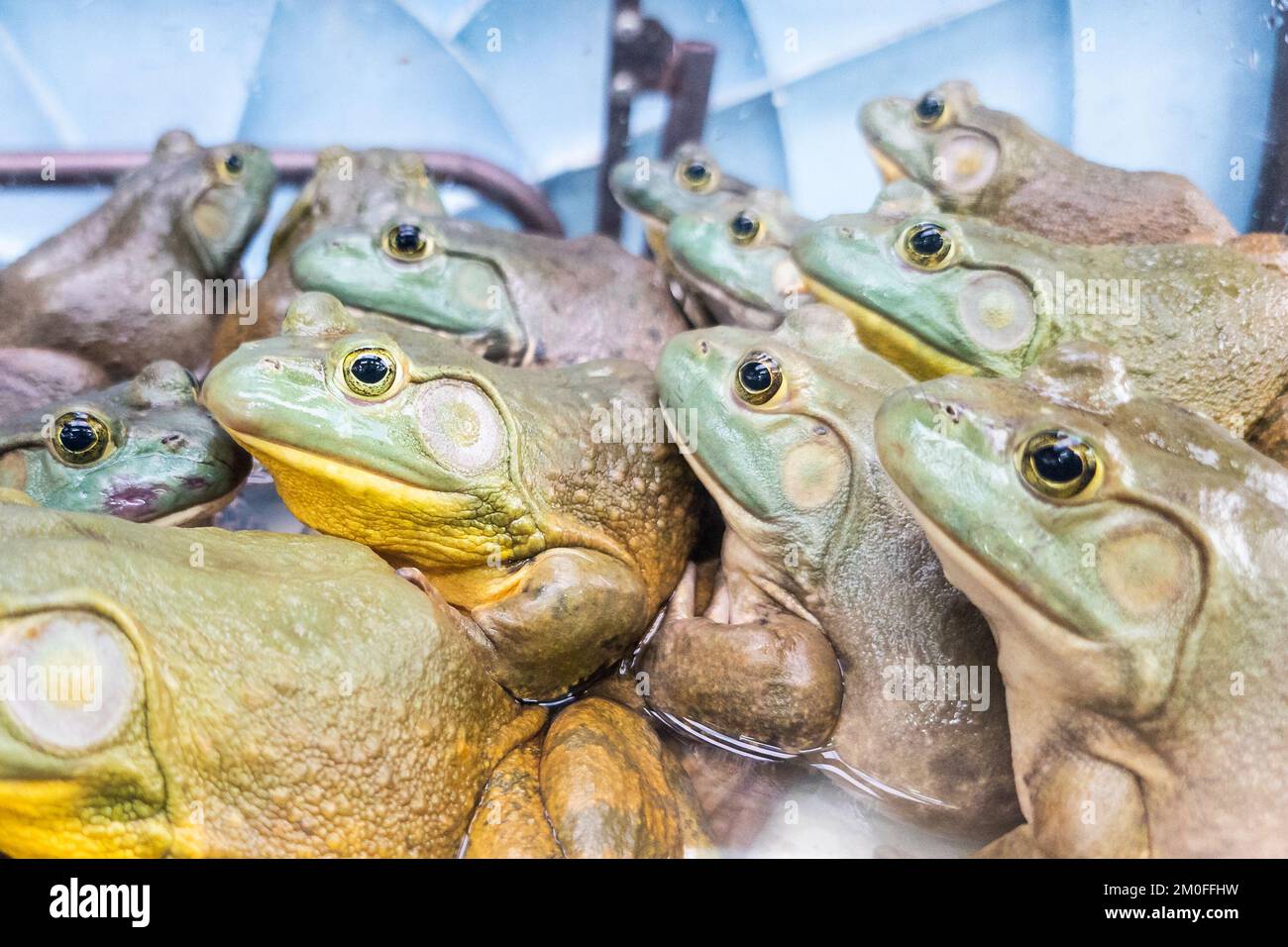 Taiwanese frog hi-res stock photography and images - Alamy