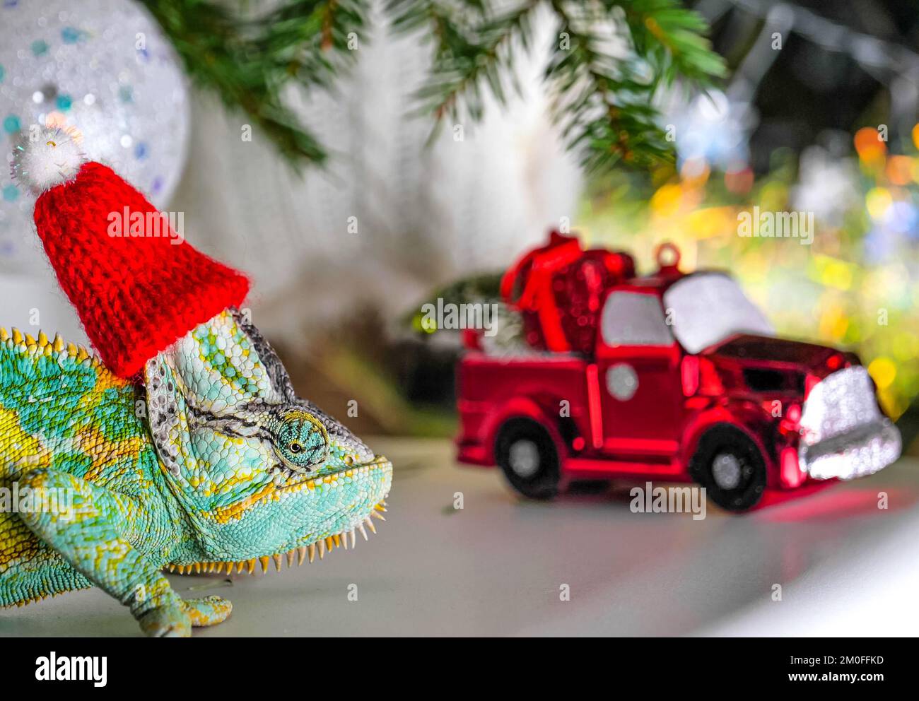 colorful funny chameleon in Christmas red Santa hat. New Year ans ...