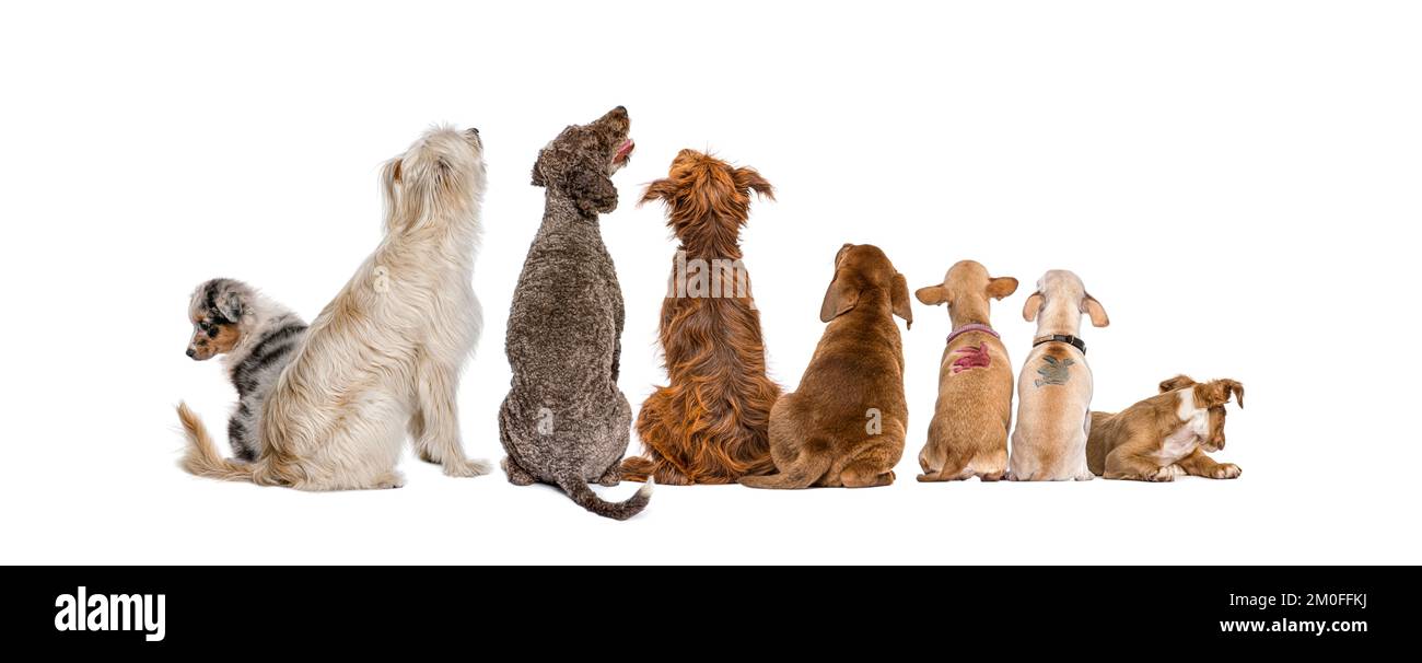 Rear view of a group of Dogs looking up, isolated on white Stock Photo ...