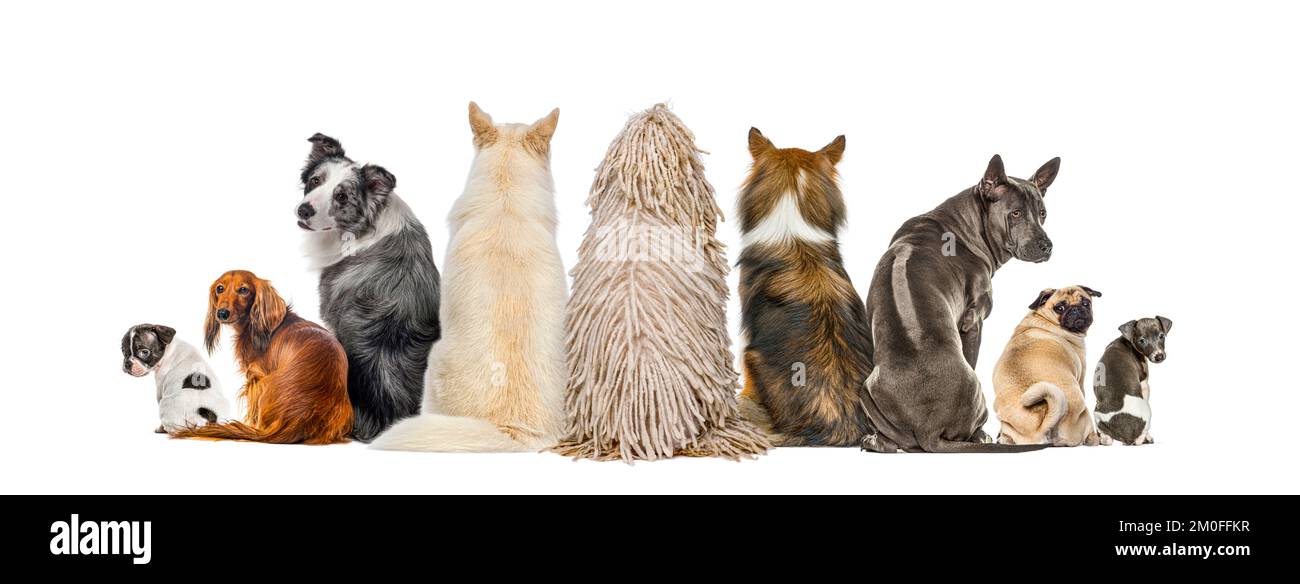 Rear view of a group of Dogs looking up, isolated on white Stock Photo ...
