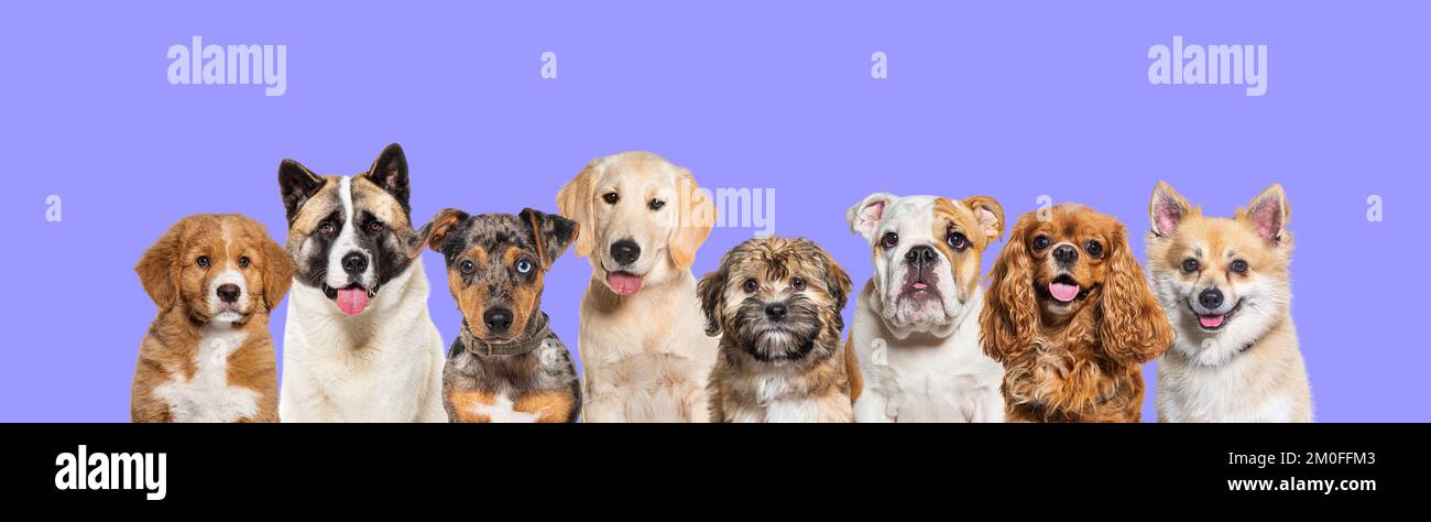 Large group of head shot dogs looking at the camera in a row, Banner ...