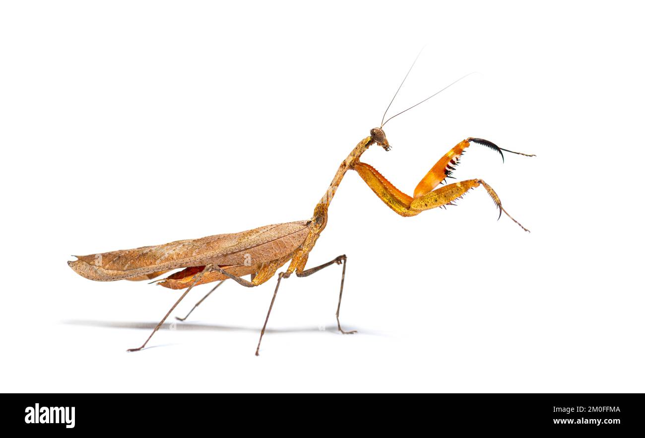 Side view on a Deroplatys truncata is a "dead leaf mantis" species ...