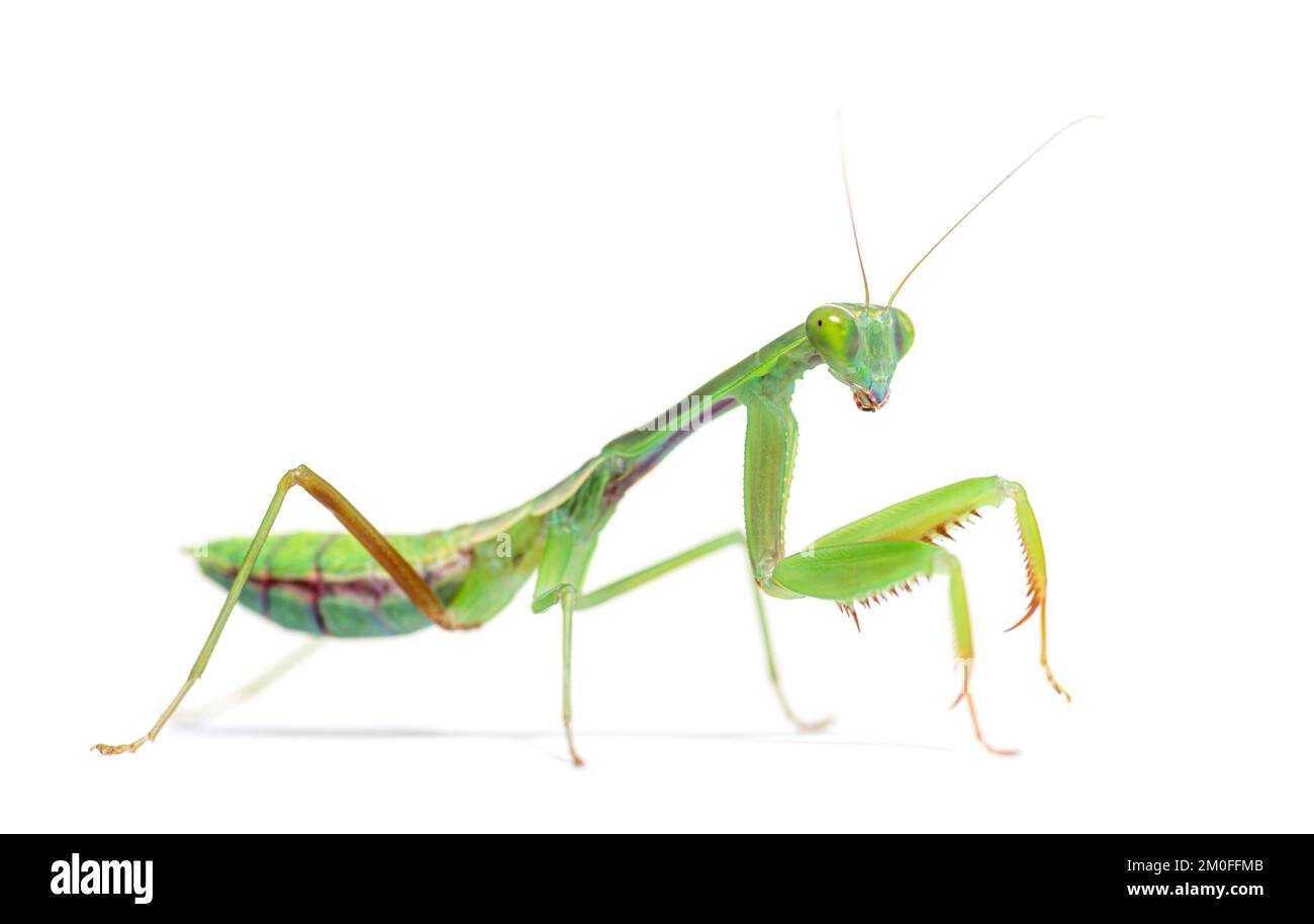 Side view of an Australian Giant Mantid, Hierodula majuscula, looking ...