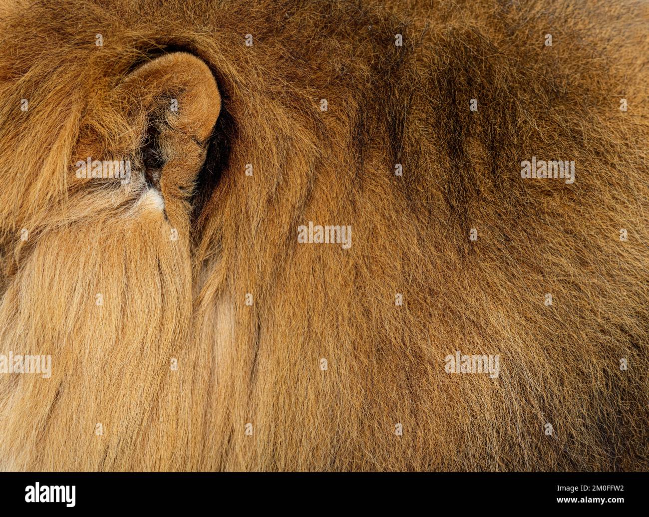 Ear Close-up of a lion, fur and mane animal background Stock Photo - Alamy