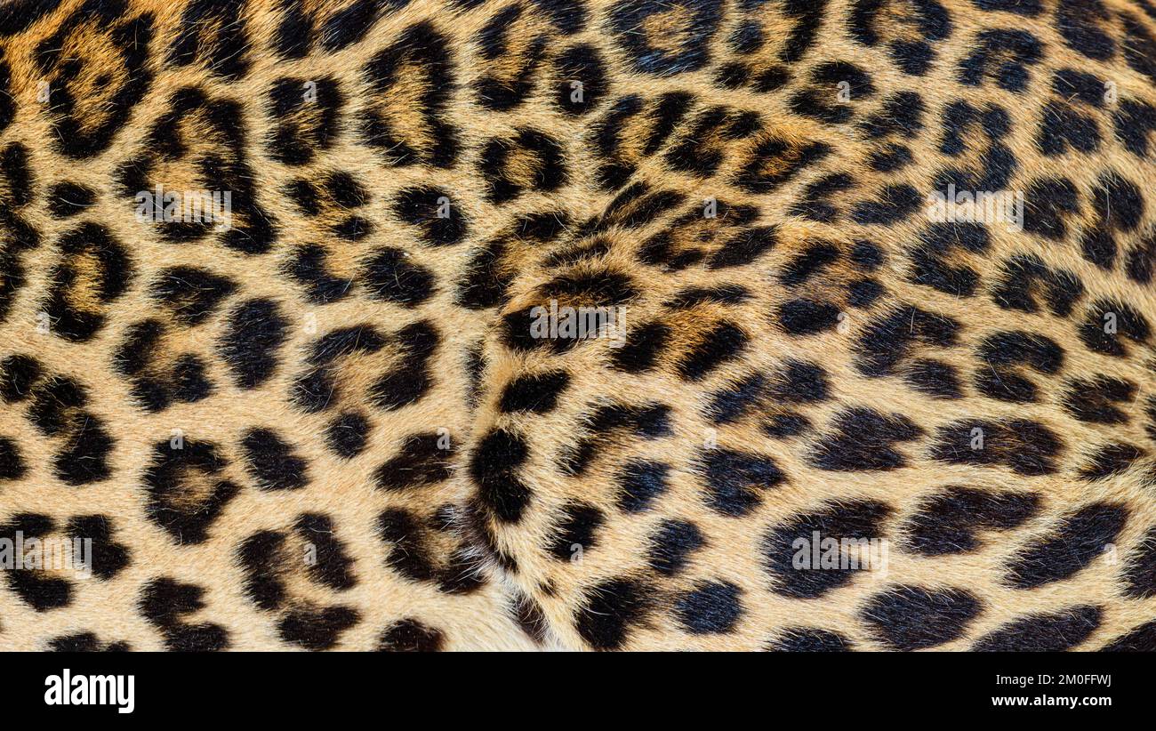 Real Cheetah Fur
