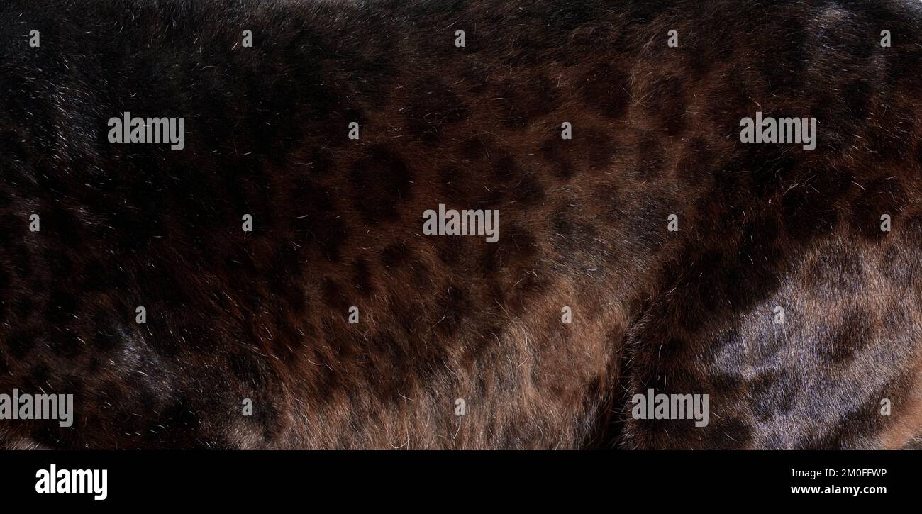 Close up of black spotted Leopard fur texture Stock Photo - Alamy