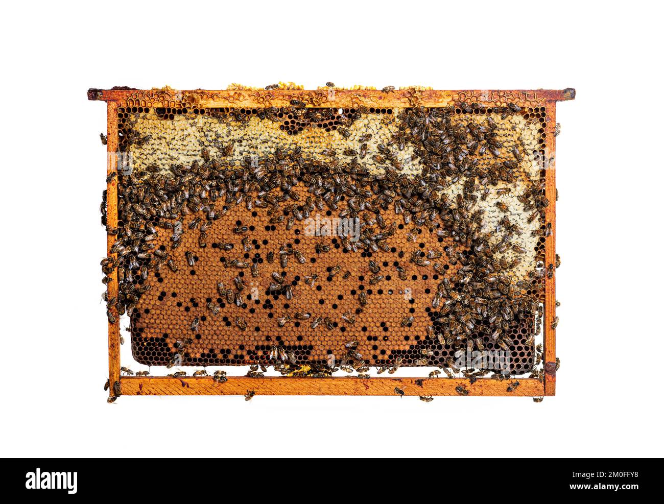 Worker Bees eating honey on a hive frame filled with honeycomb, isolated on a white background ...