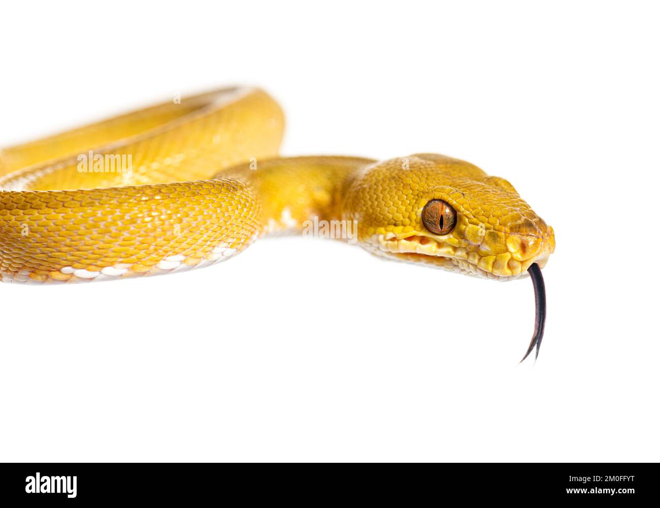 Common tree boa with its tongue out, Corallus hortulana, isolated on ...