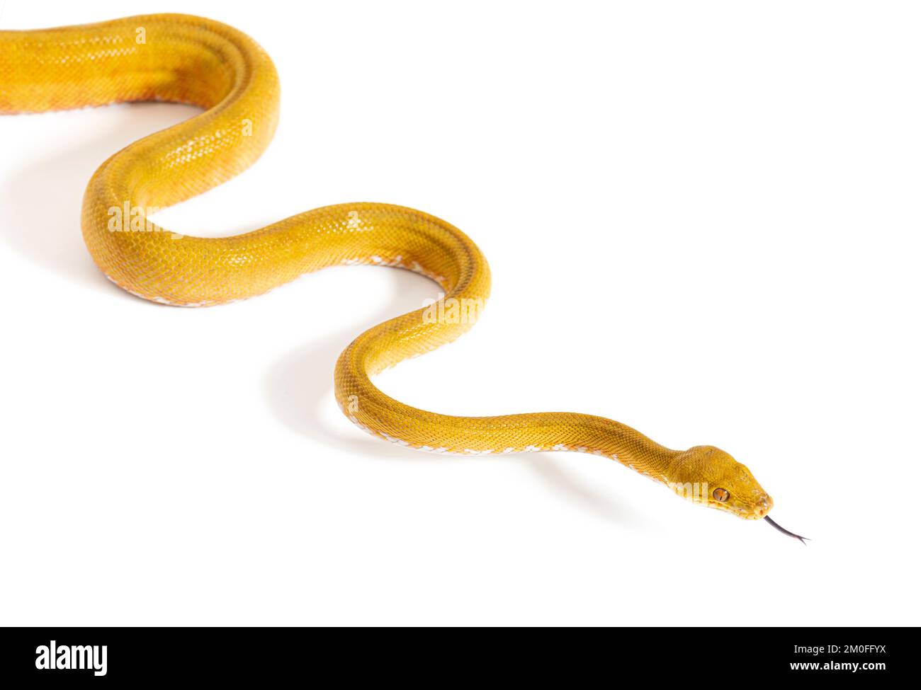 Common tree boa with its tongue out, Corallus hortulana, isolated on ...
