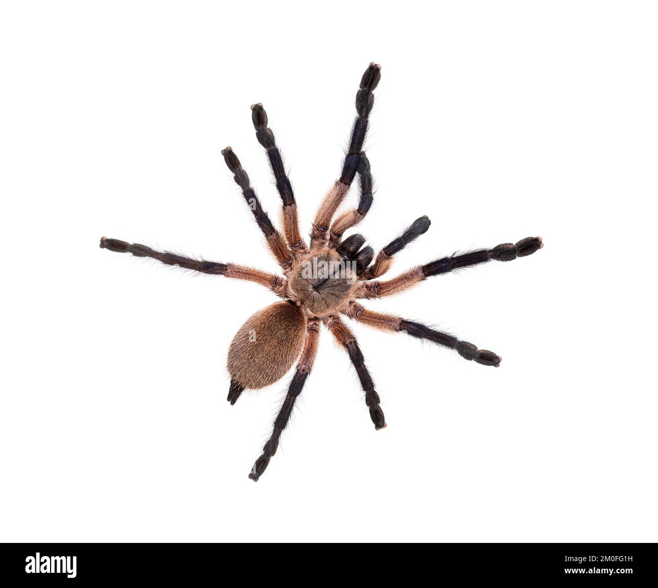 Socotra island blue baboon tarantula hi-res stock photography and ...