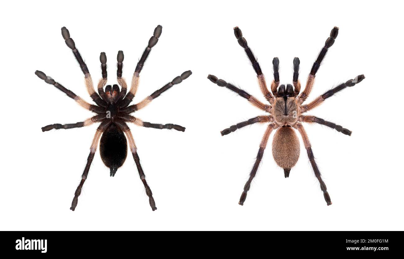 High and bottom view of a Blue Baboon Tarantula, Monocentropus balfouri ...