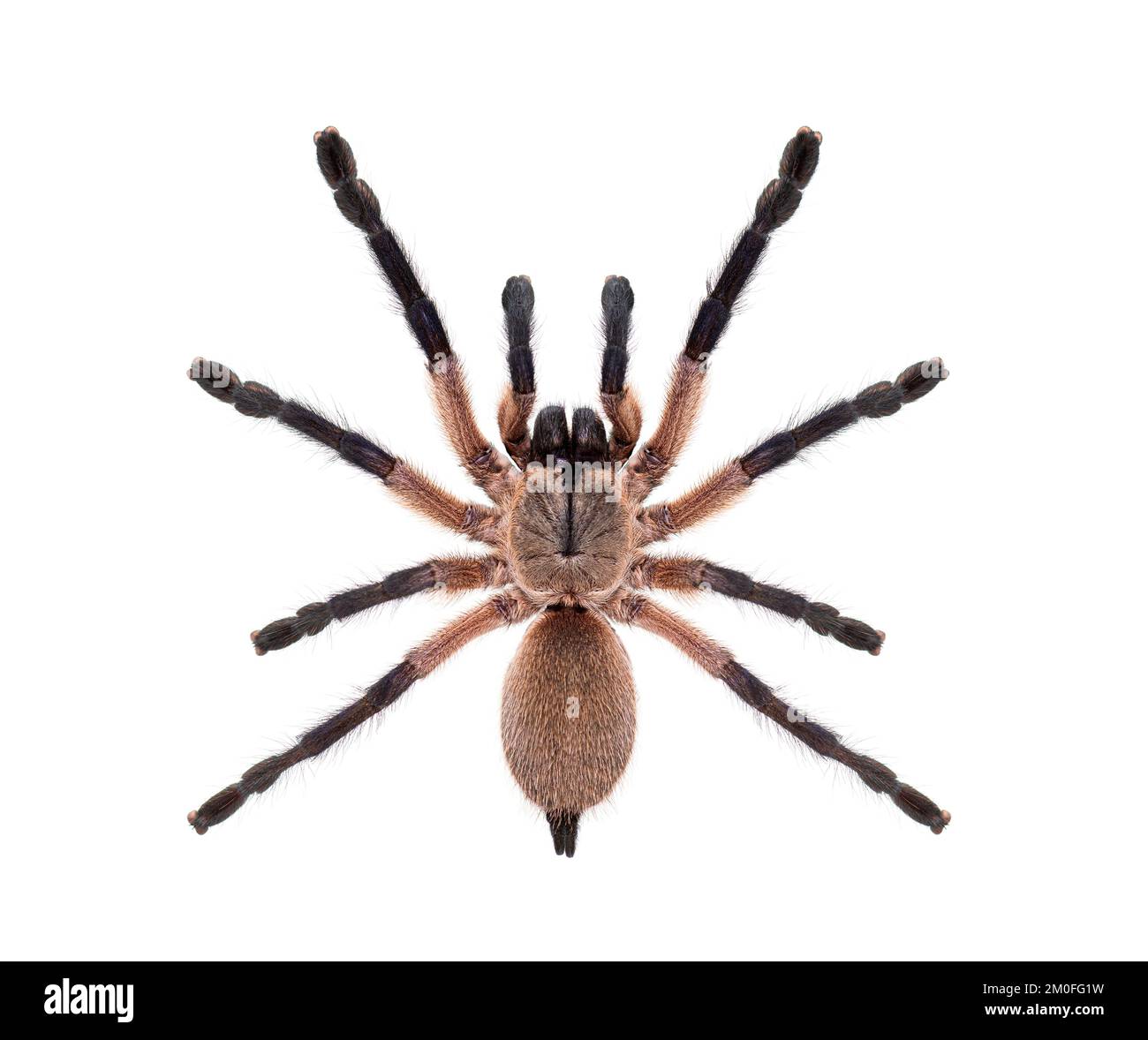 Socotra island tarantula Cut Out Stock Images & Pictures - Alamy