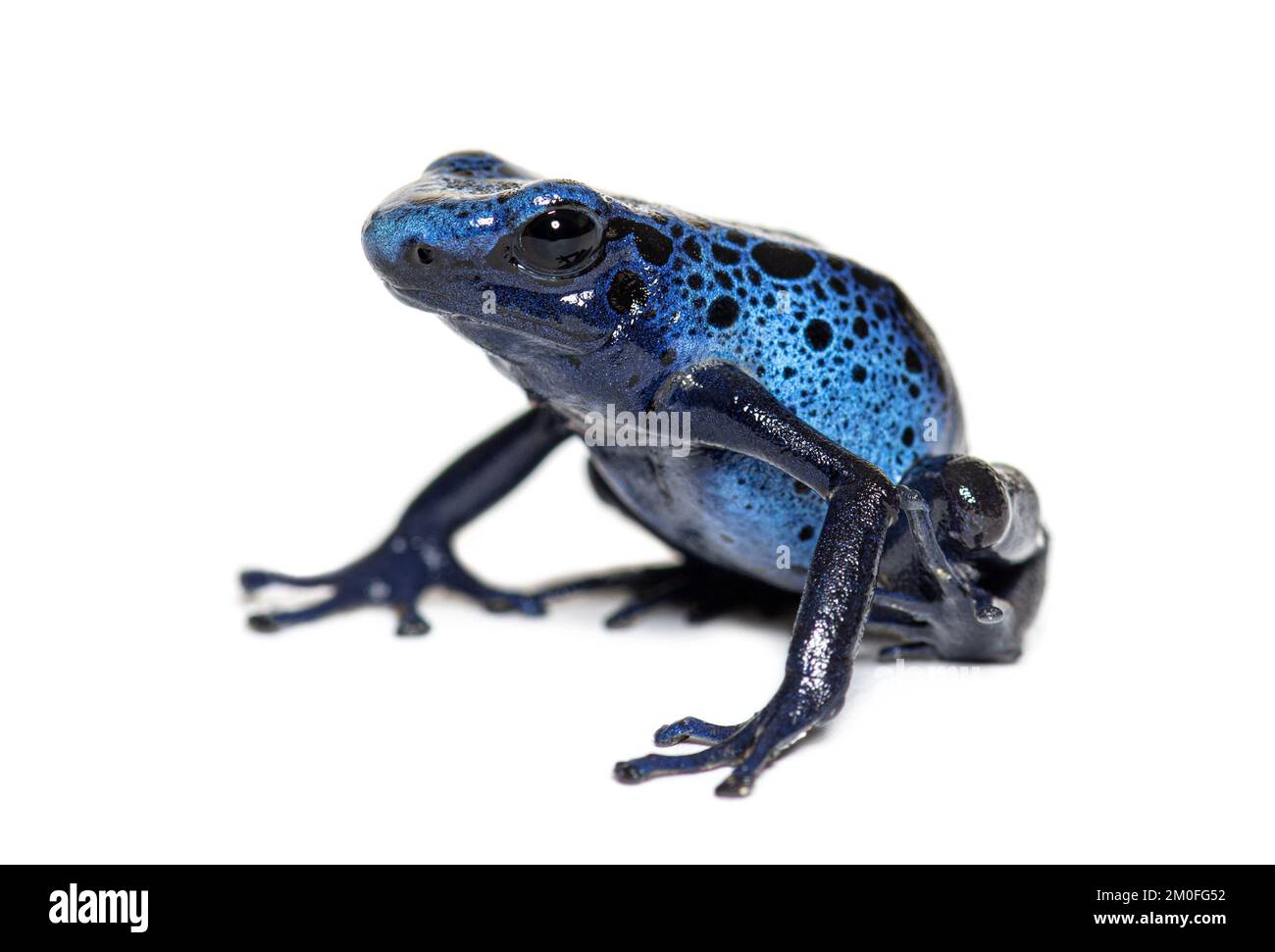 Blue poison dart frog, Dendrobates tinctorius "azureus", isolated on ...
