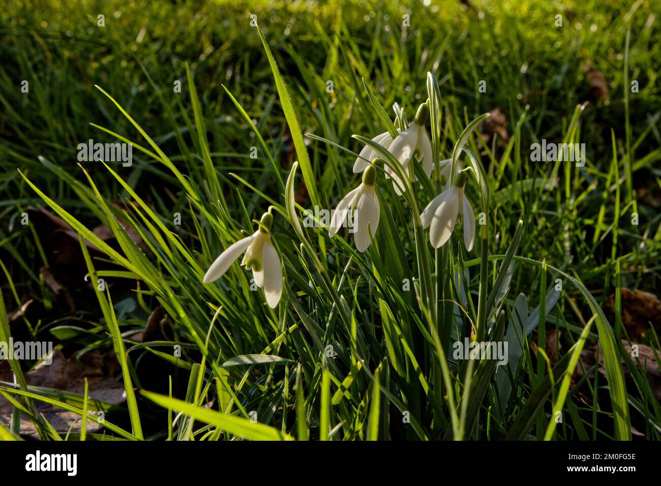 Snowdrops growing in the wild Stock Photo - Alamy