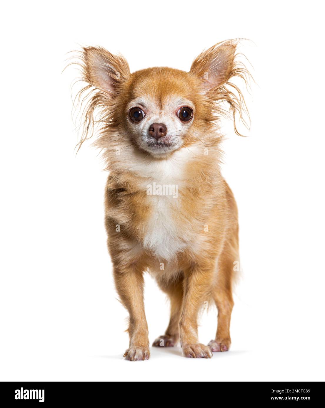 Old chihuahua Cut Out Stock Images & Pictures - Alamy