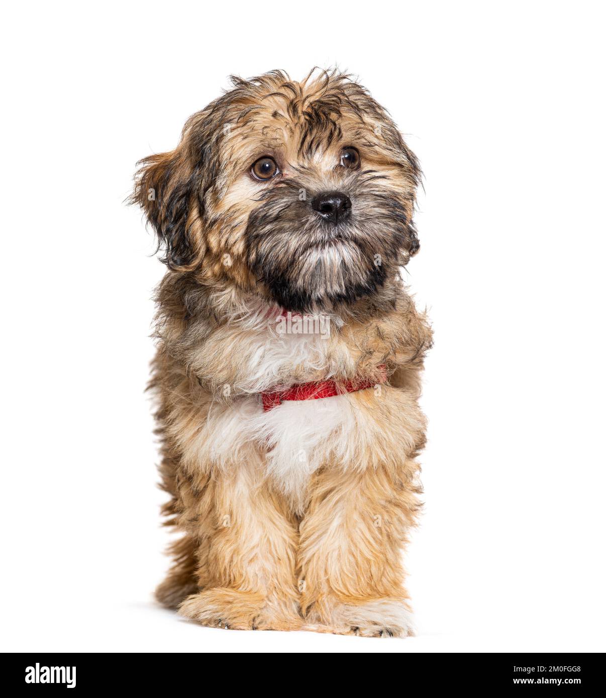 Crossbreed dog isolated on white Stock Photo - Alamy