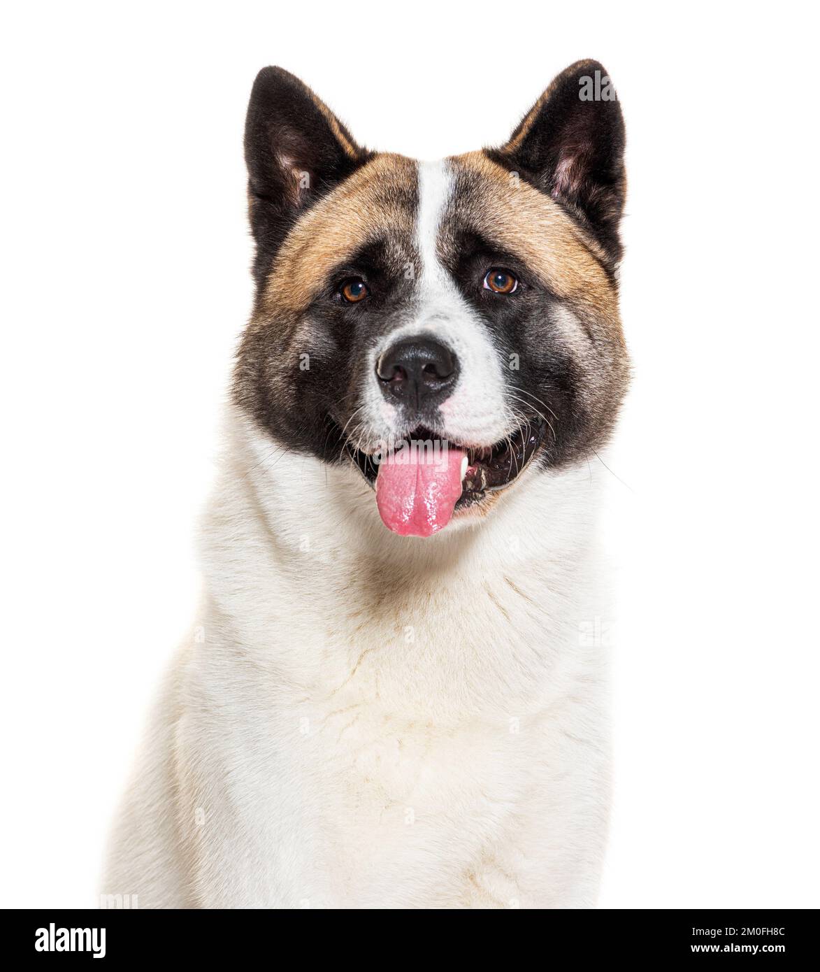 Akita head shot hi-res stock photography and images - Alamy
