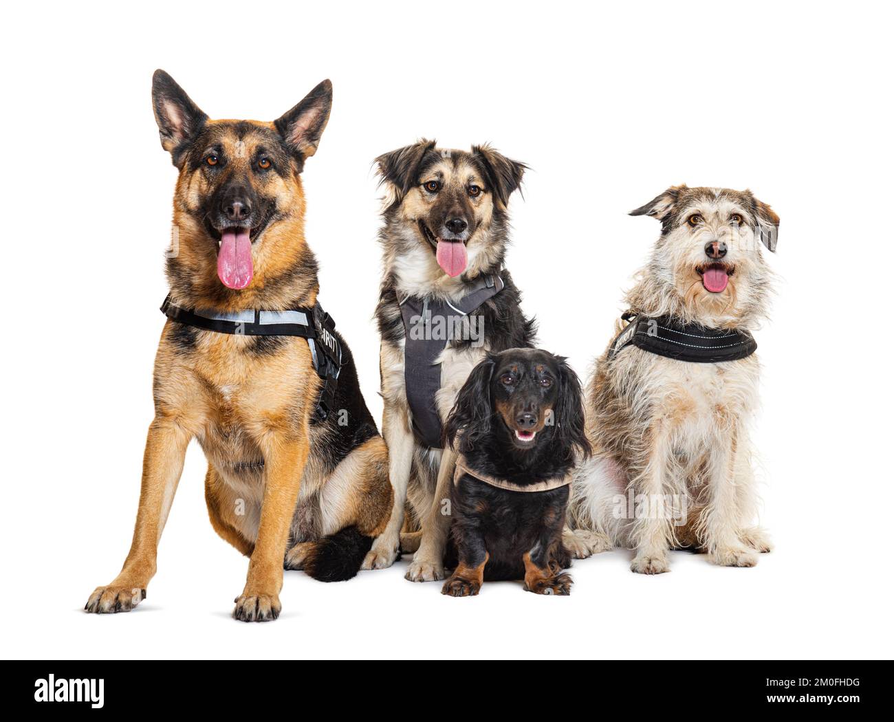 Group of dogs sitting together, isolated on white Stock Photo - Alamy