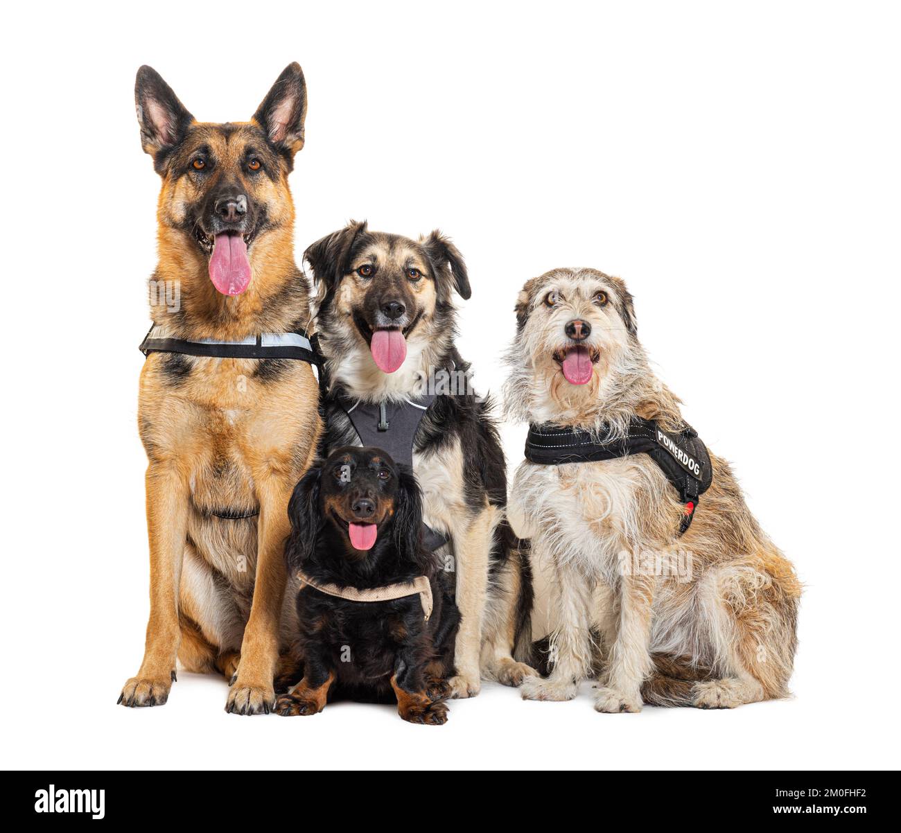Group of dogs sitting together, isolated on white Stock Photo - Alamy